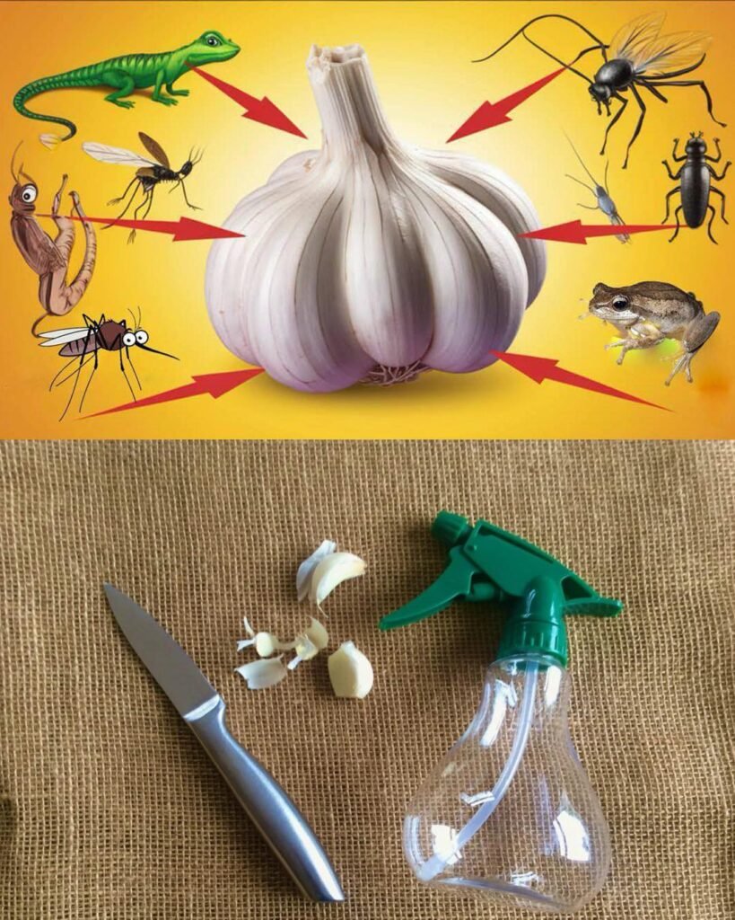 How to Use Garlic to Get Rid of Pests: Mice, Flies, Lice, Cockroaches ...