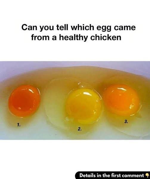 How to Identify Eggs from Healthy Chickens…..full details in 1st ...