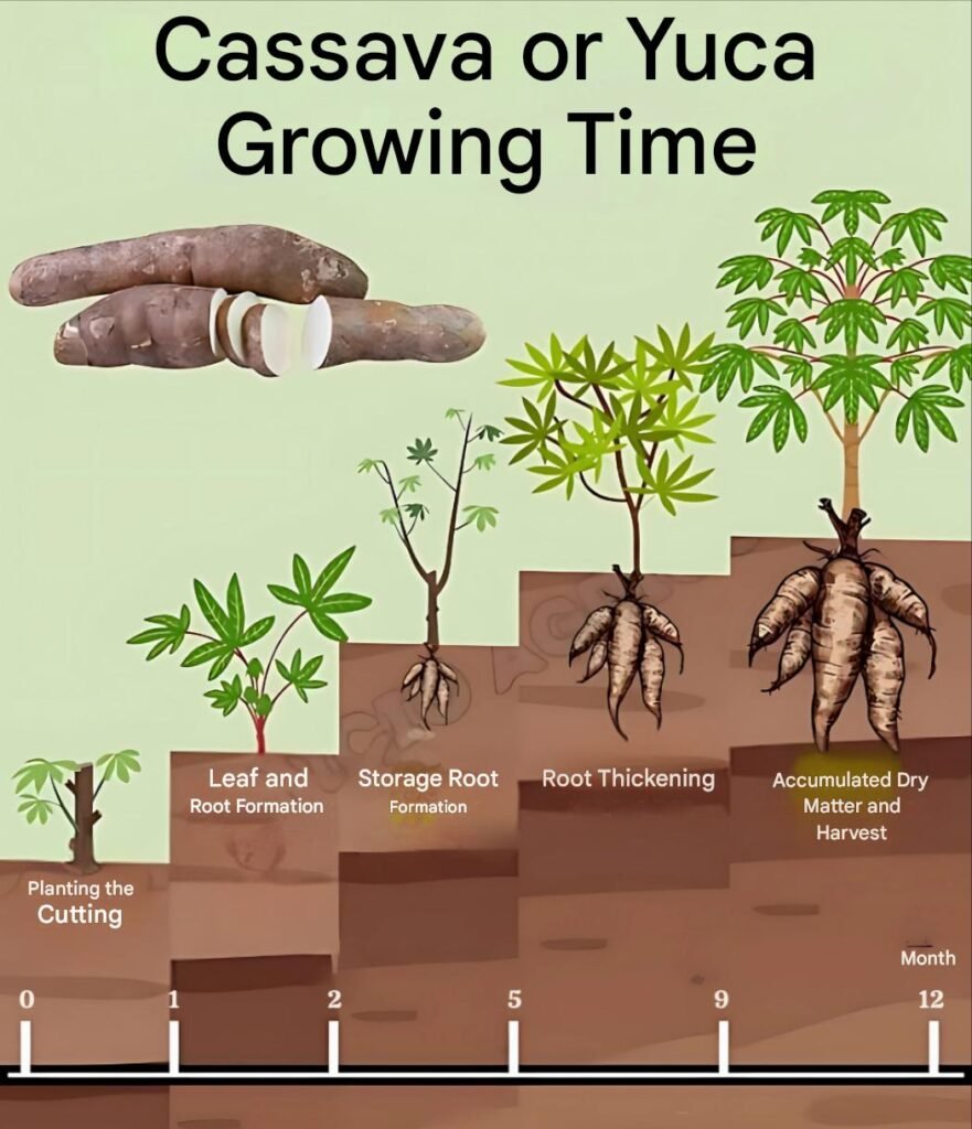 How long does it take to grow cassava? Here’s its detailed growth cycle ...