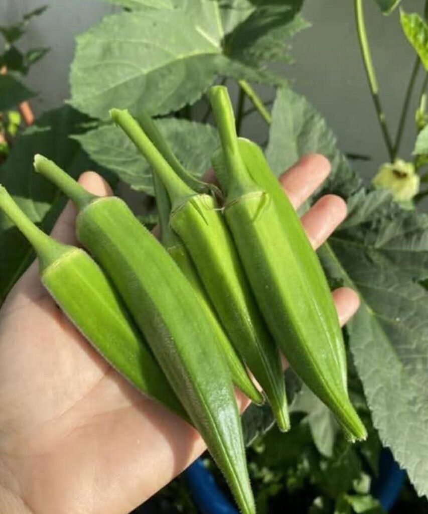 Doctors reveal that eating okra causes… See more👇 – Home